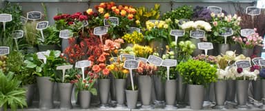 Flower Shop in Luxembourg: Find the Best Florists Near You — Luxtoday.lu