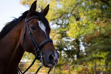 Horse Clubs And Horse Riding in Luxembourg: Lessons, Stables, More ...