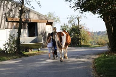 Horse Clubs And Horse Riding in Luxembourg: Lessons, Stables, More ...