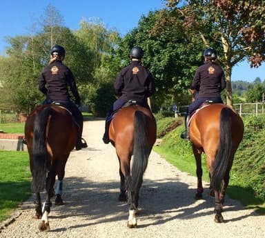 Horse Clubs And Horse Riding in Luxembourg: Lessons, Stables, More ...