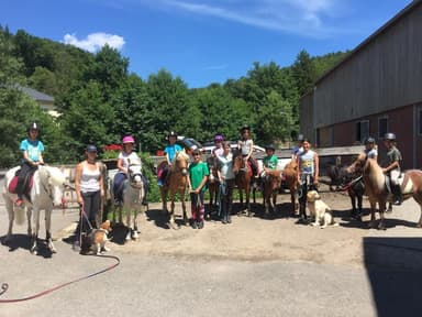 Horse Clubs And Horse Riding in Luxembourg: Lessons, Stables, More ...